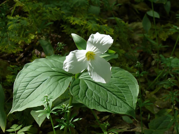 trillium.jpg
